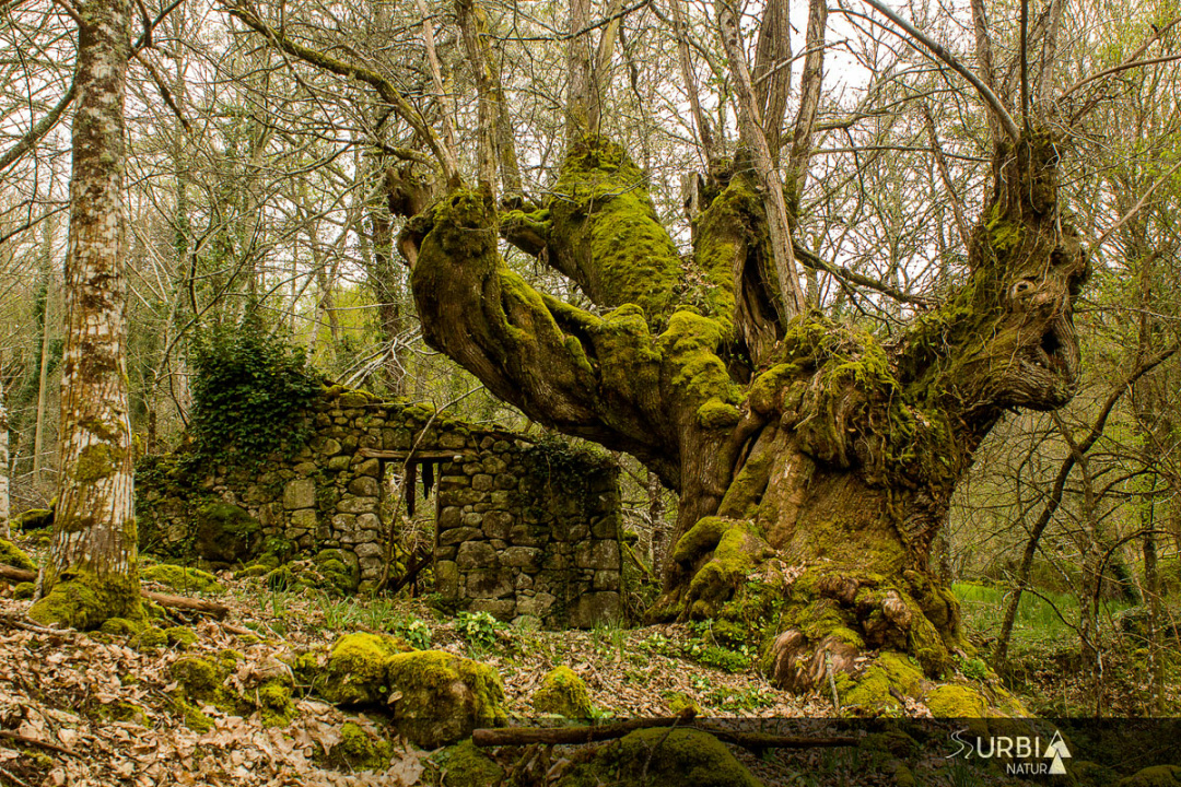 Ribeira Sacra | Surbia Natura
