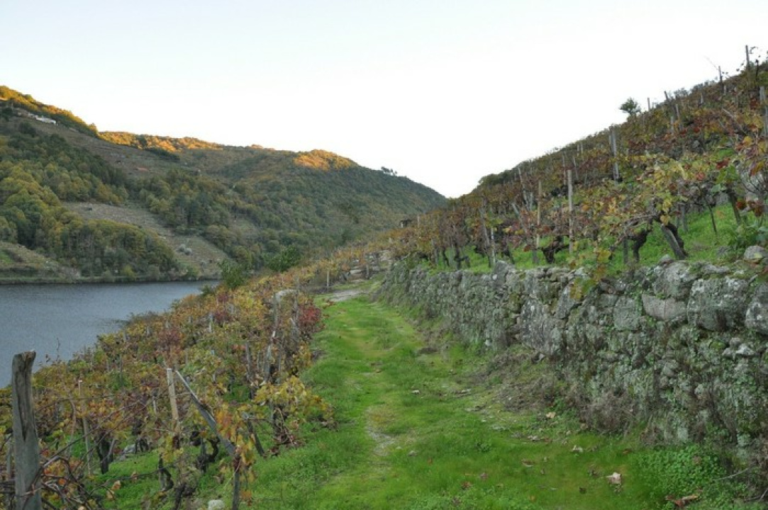 Ribeira Sacra | PR-G 183 Ruta de los viñedos de Belesar